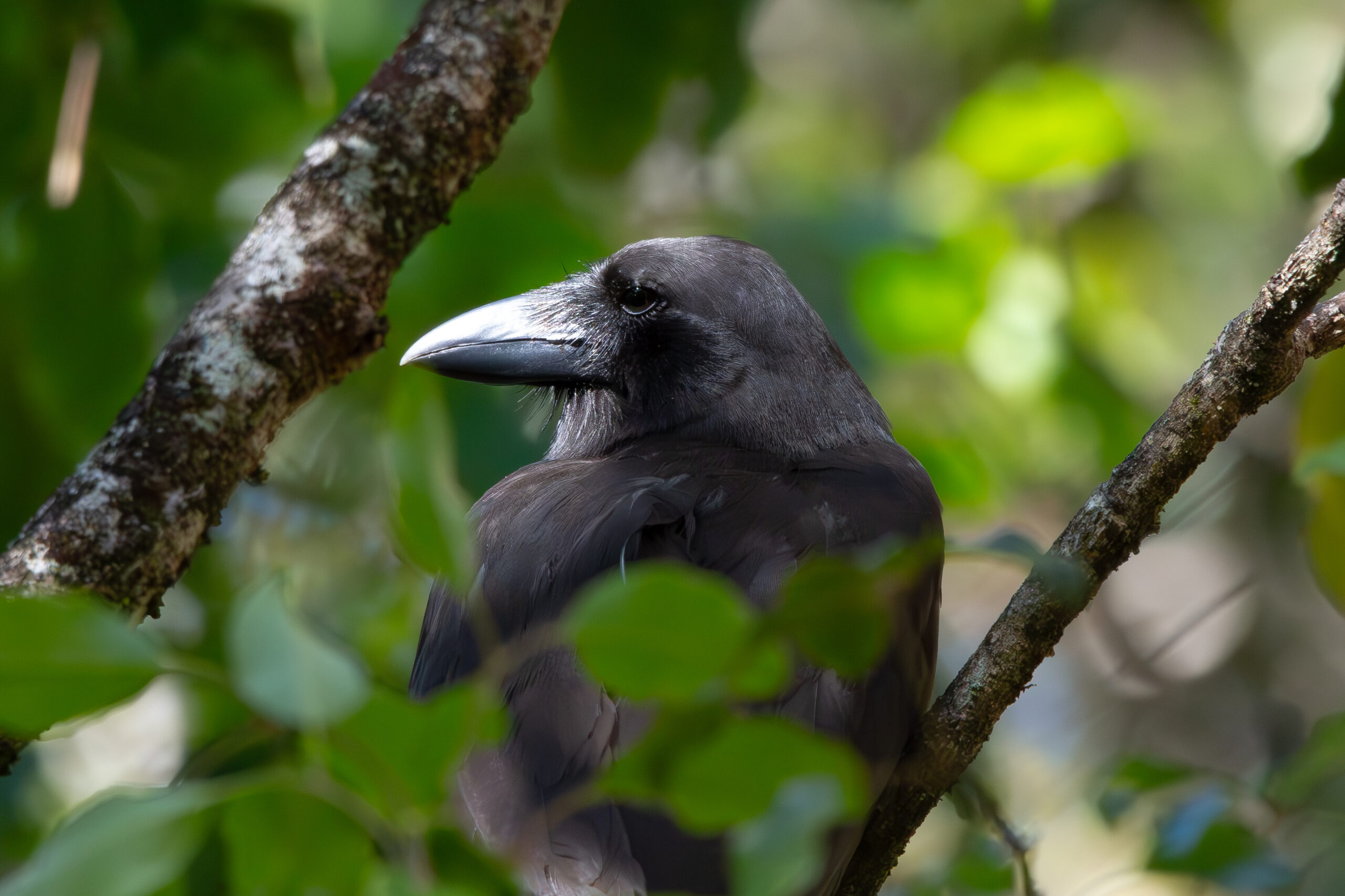 Five alala are learning to live in the wild again | News, Sports, Jobs ...